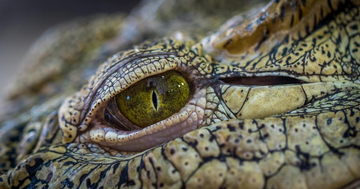 Researchers use fMRI to study the brains of crocodiles