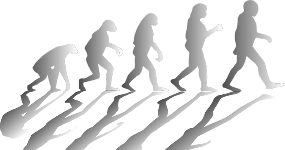 Back to school: What radiologists can learn from bipedal evolution
