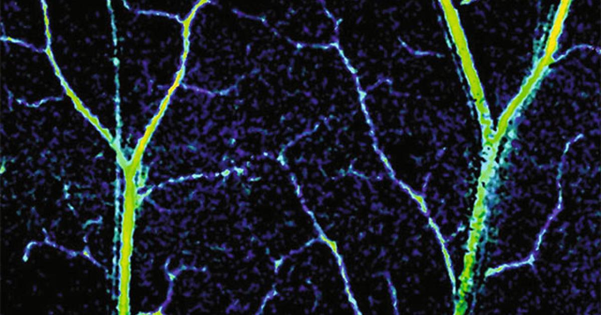 Novel 3D imaging tool captures blood flow in the capillaries