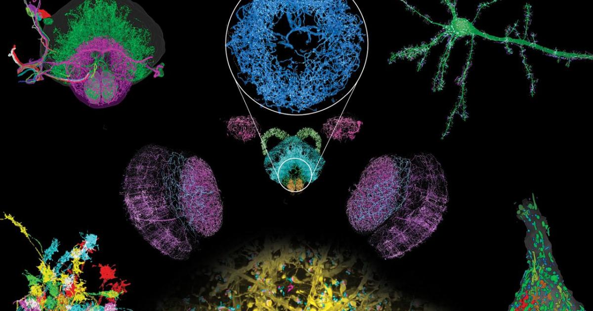 Novel microscopy method enables high-resolution study of neural brain ...