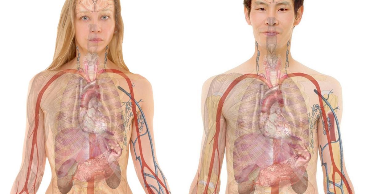 Cross-organ imaging illuminates the heart-brain-liver axis