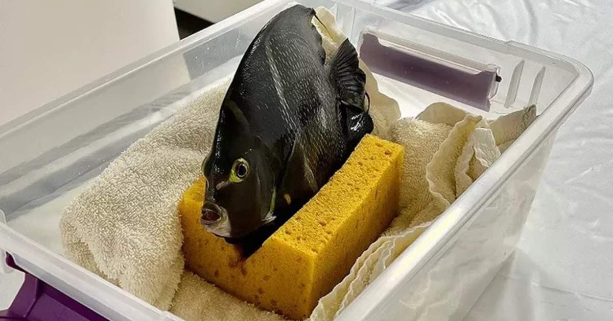 Fish undergoes CT scan due to swimming issue