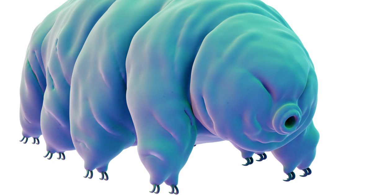 Tiny 'water bears' may hold key to reducing radiation-induced side effects