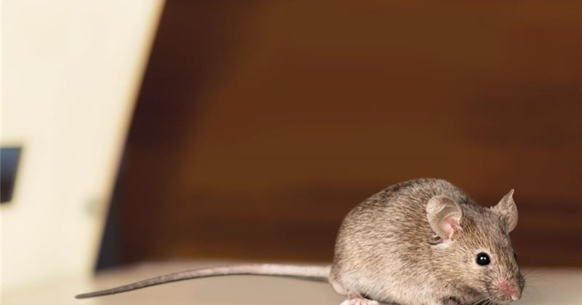 3D imaging reveals details of cranial bone aging