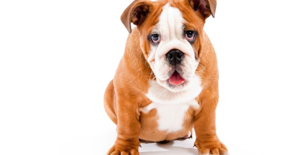 MRI scans decoding emotions of man’s best friend