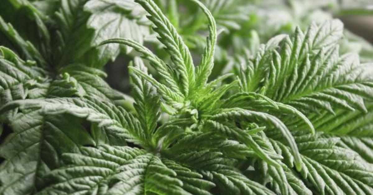 Marijuana kills leukemia cells