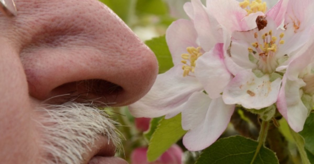 Misidentified sniffs may point to early-stage Alzheimer’s