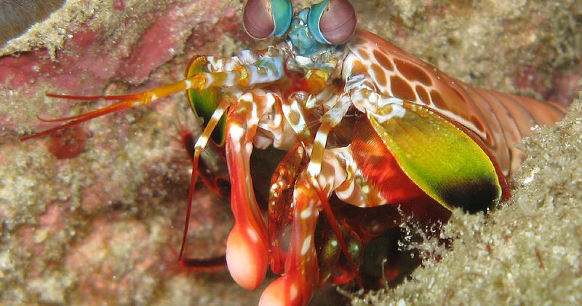 Specialized eyes of mantis shrimp show cancer in new light