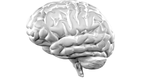 Ultrasound-damaged organoids show how brain injury may progress into ALS
